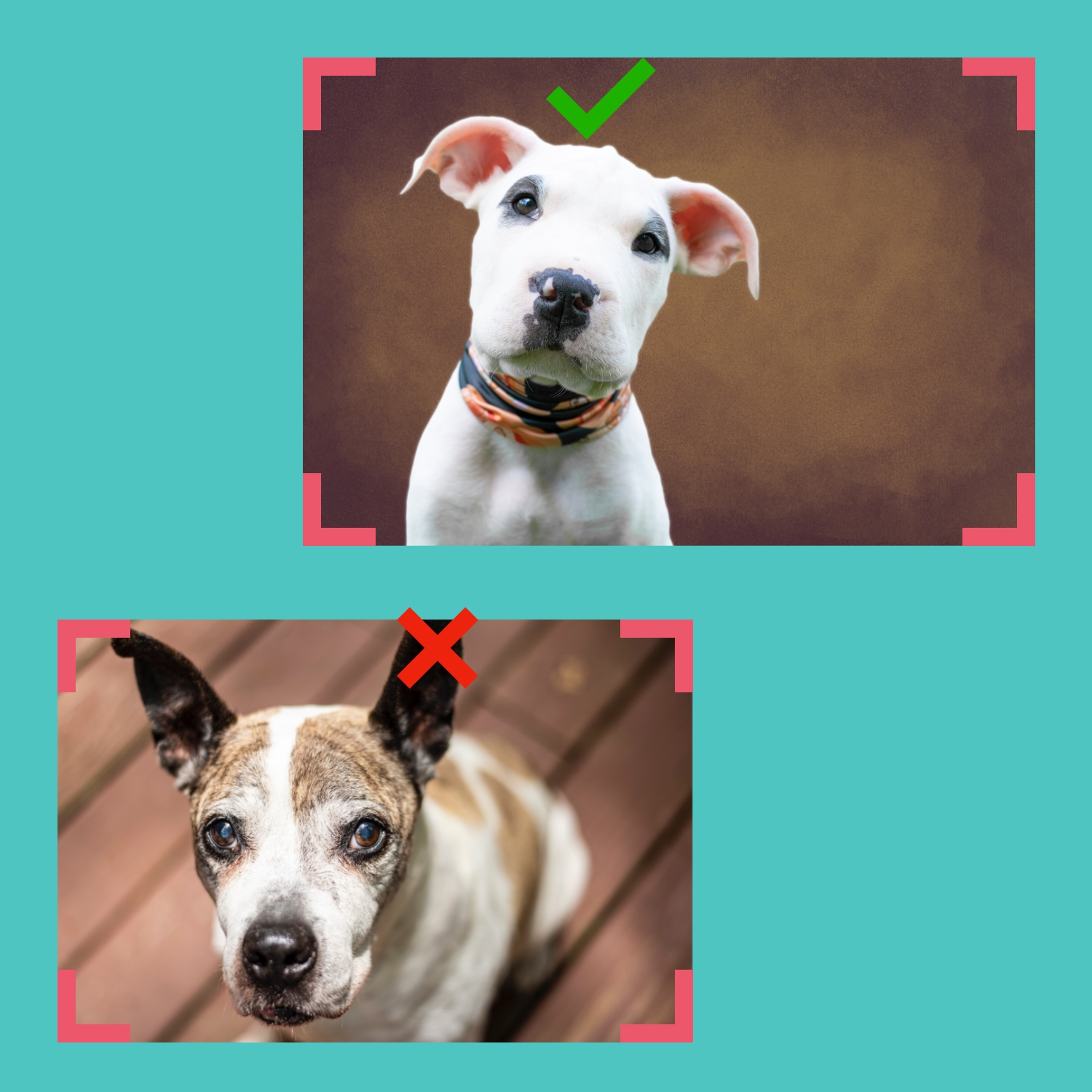 Photo Guide Pets On Stuff photo-guide-pets-on-stuff